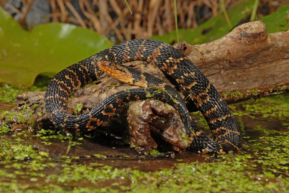 Changes to watersnake dominance, range on Sanibel - SANIBEL-CAPTIVA ...